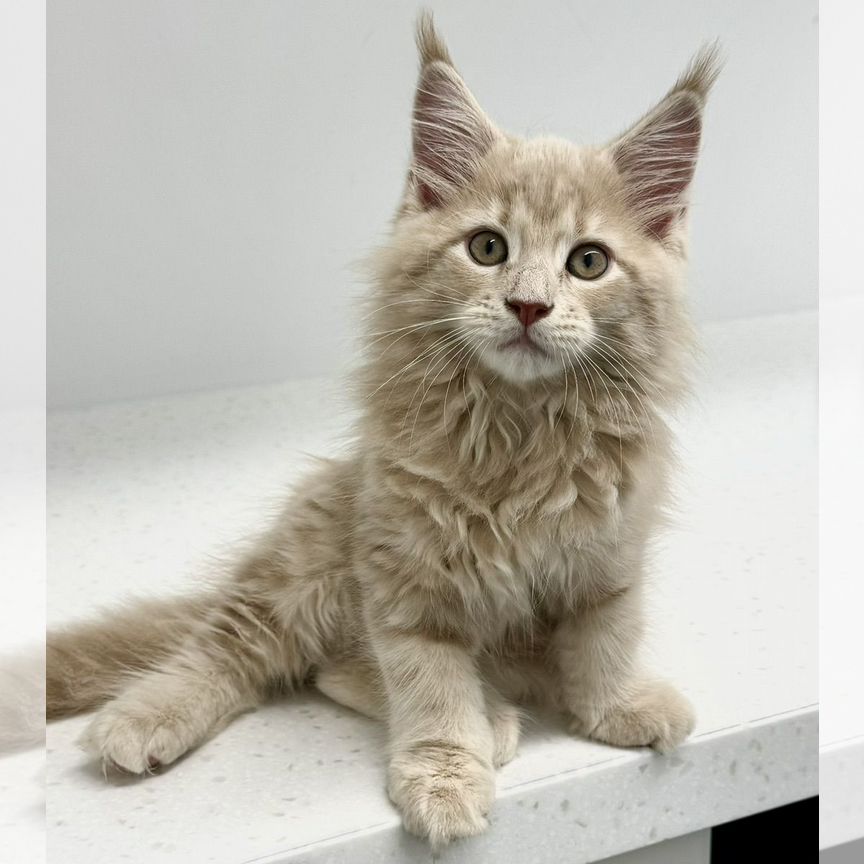 Котята мейн-кун кремовая девочка