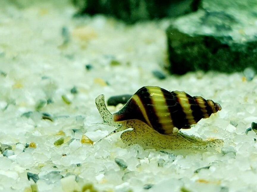 Улитка хелена