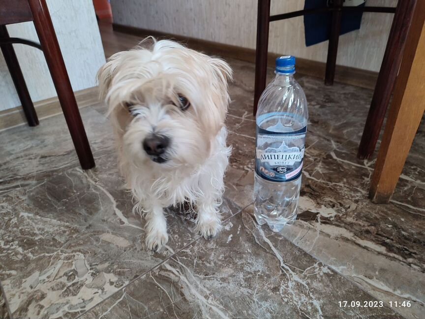 Маленькая собака в добрые руки бесплатно