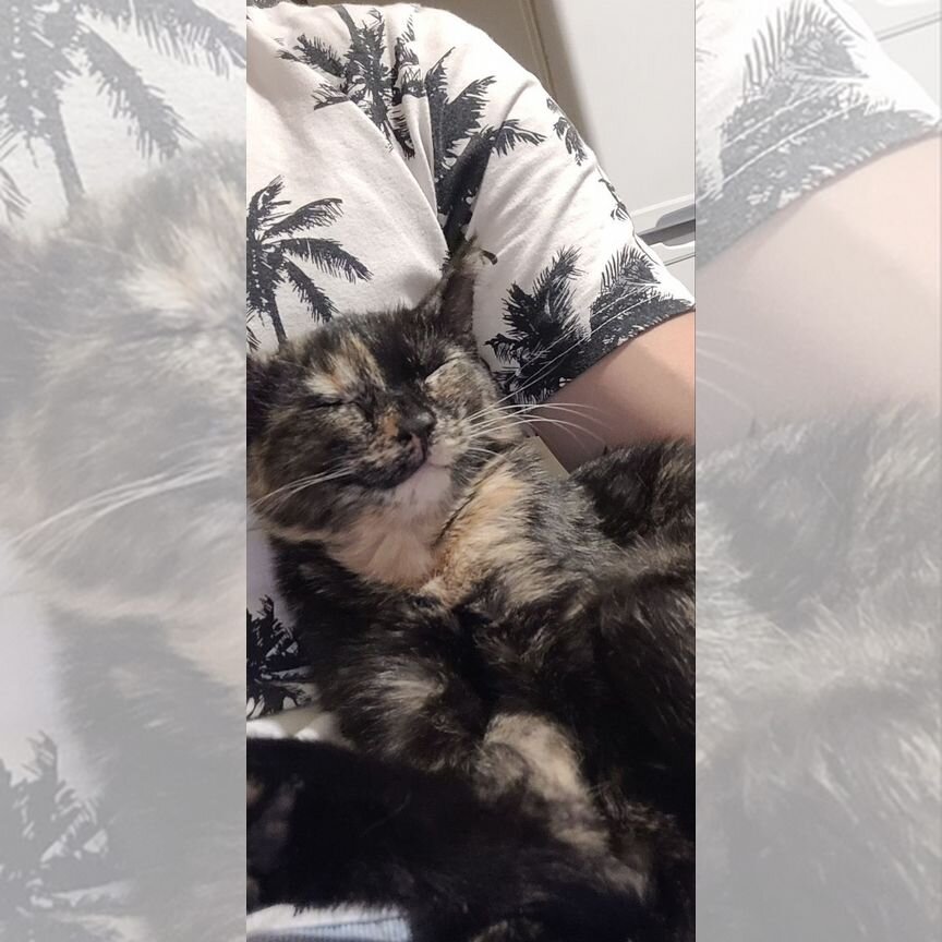 Кошка Звёздочка
