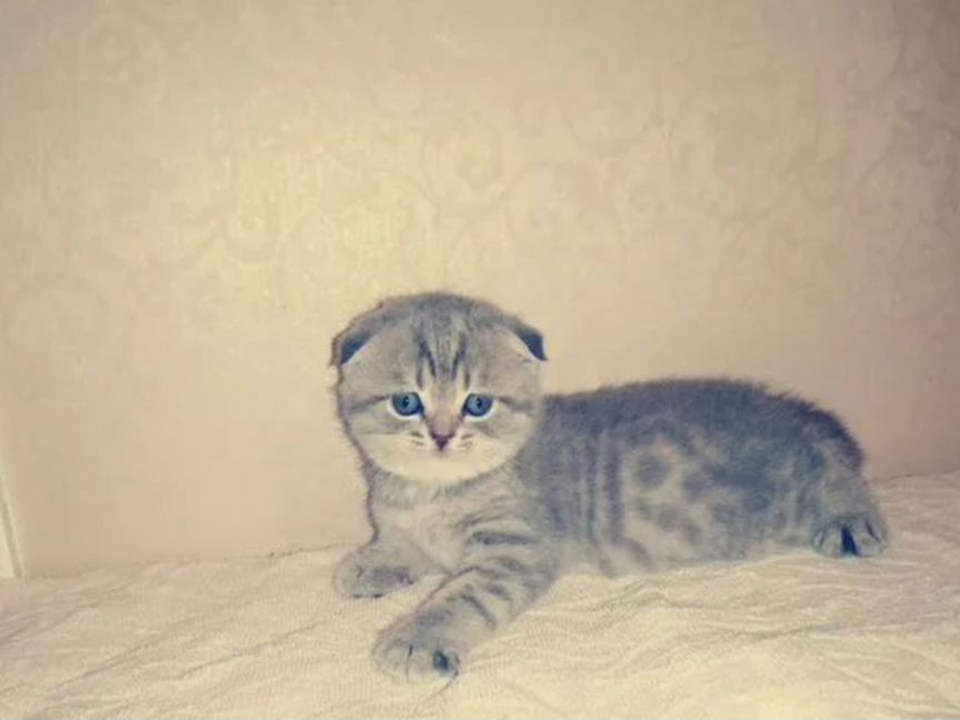 Шотландские вислоухие котята