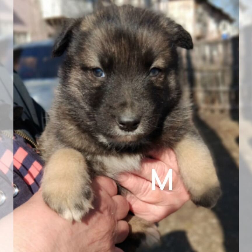 Щенок в добрые руки