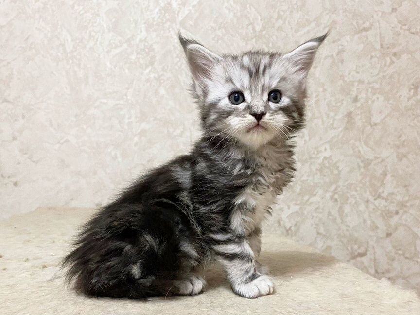 Мейн-кун котёнок-кот чёрный мраморный
