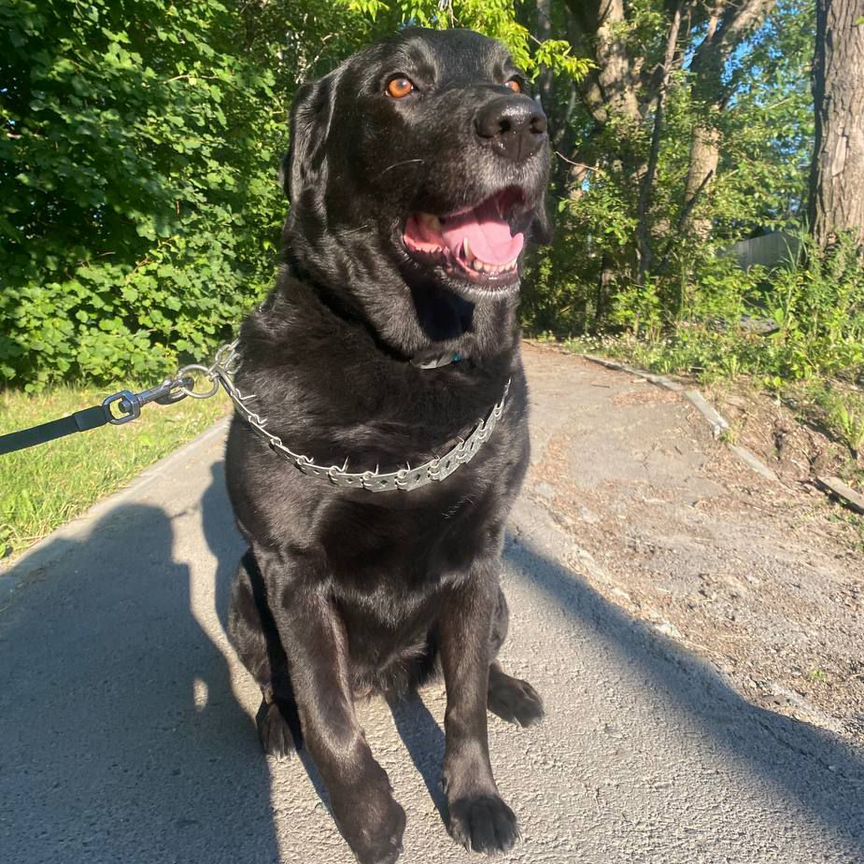 Лабрадор-ретривер, взрослая собака