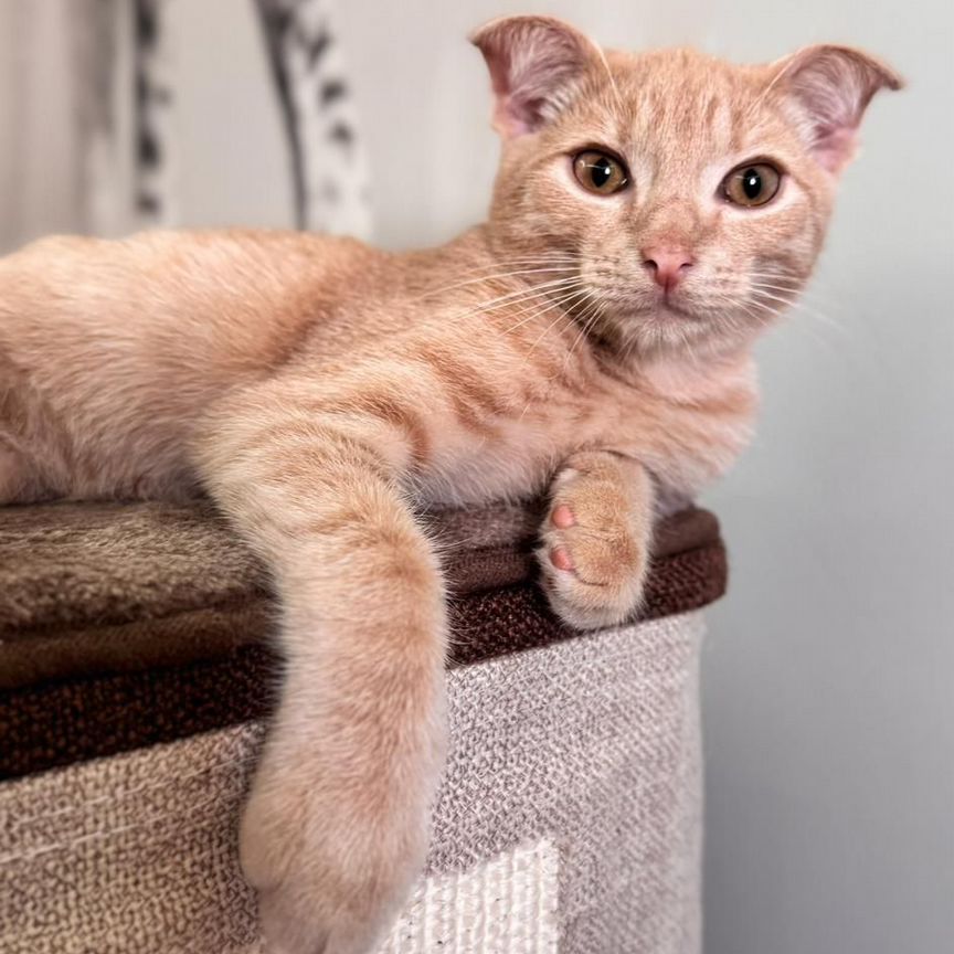 Котик