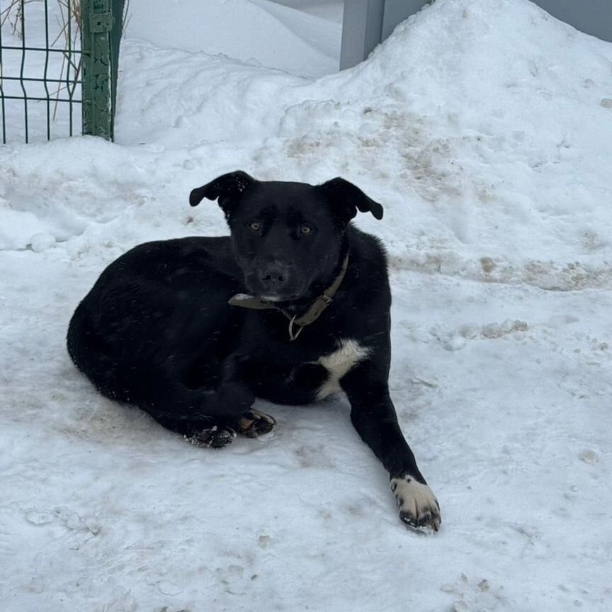 Малыш ищет дом