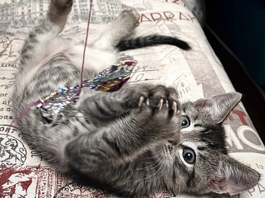 Котёнок Гриня ищет дом