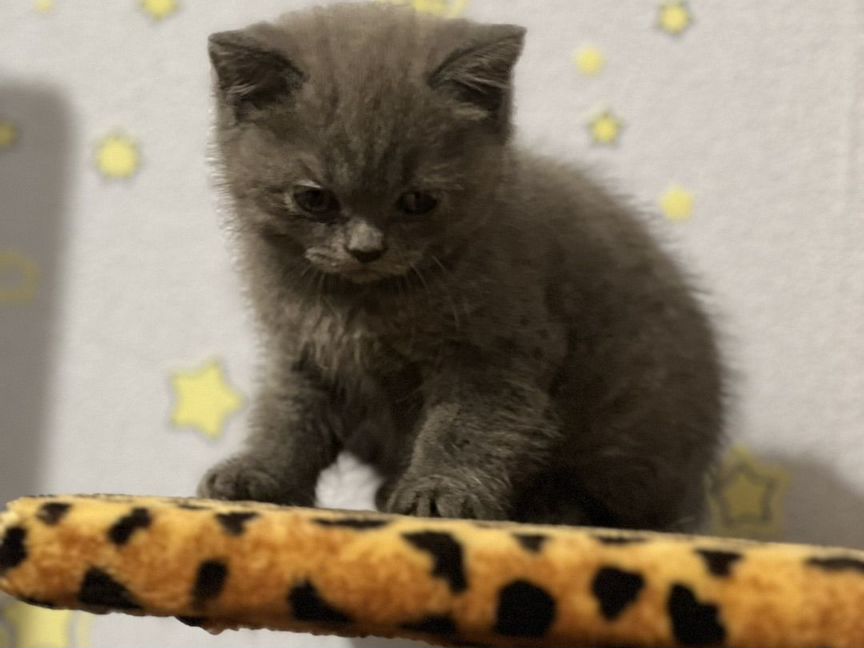 Британская кошка