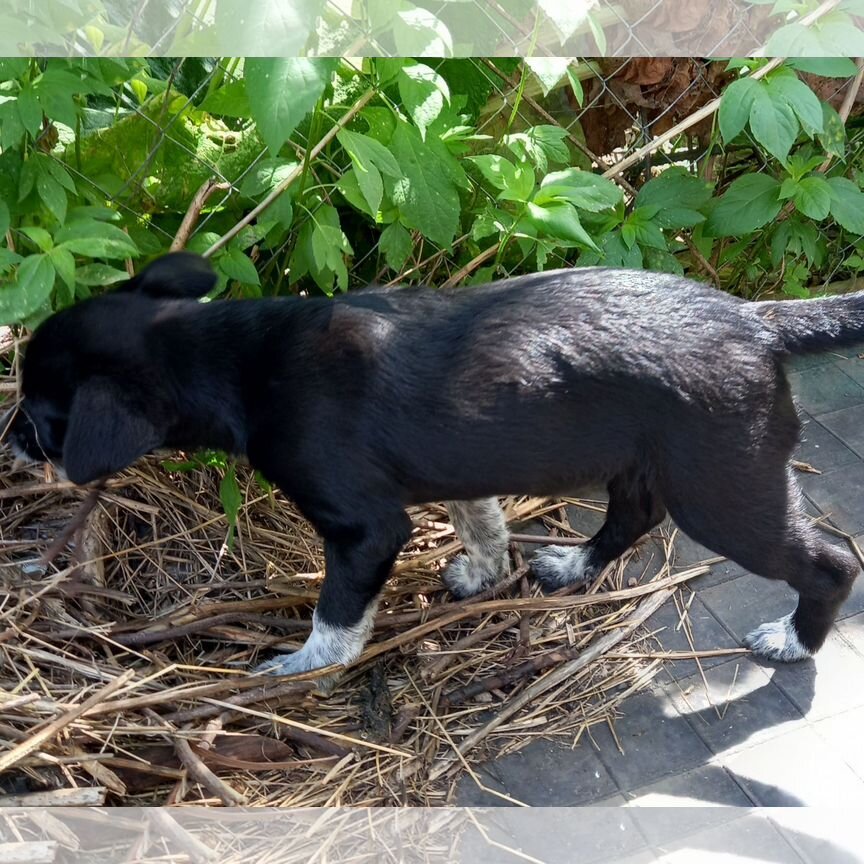 Продажа щенков