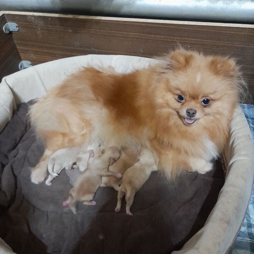 Шпиц мальчики