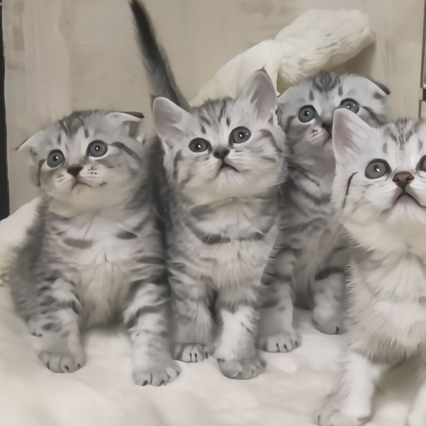 Шотландский вислоухий короткошёрстный котёнок