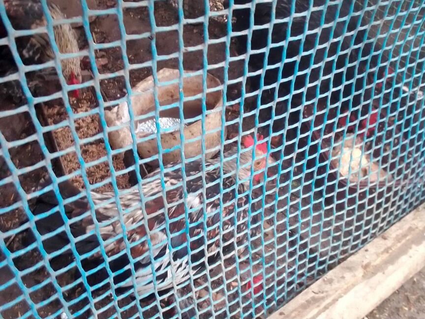 Декоративные карликовые куры