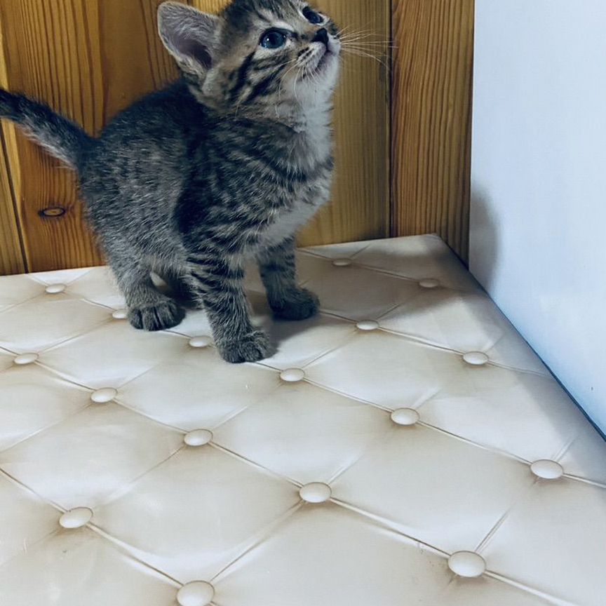Котята