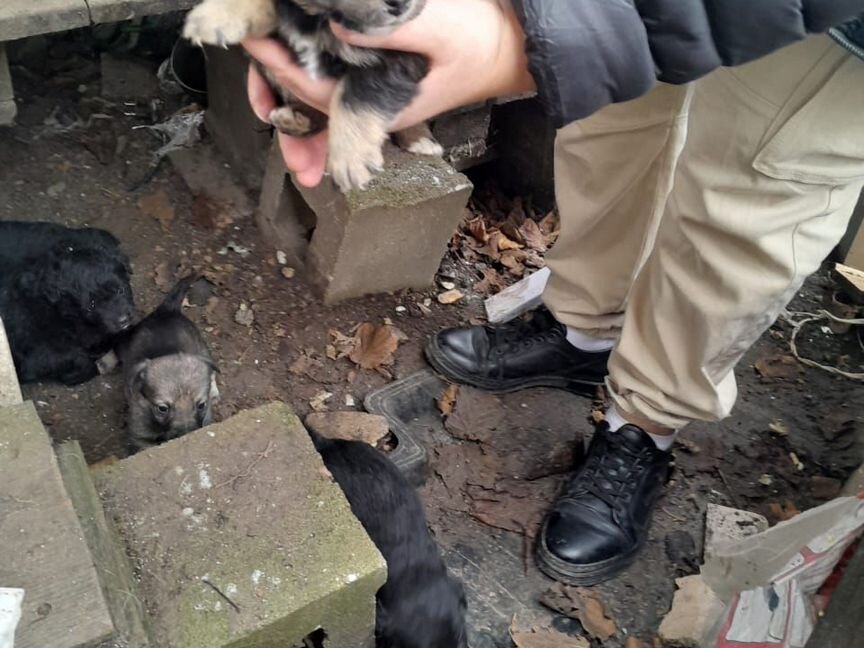 Такса длинношерстная