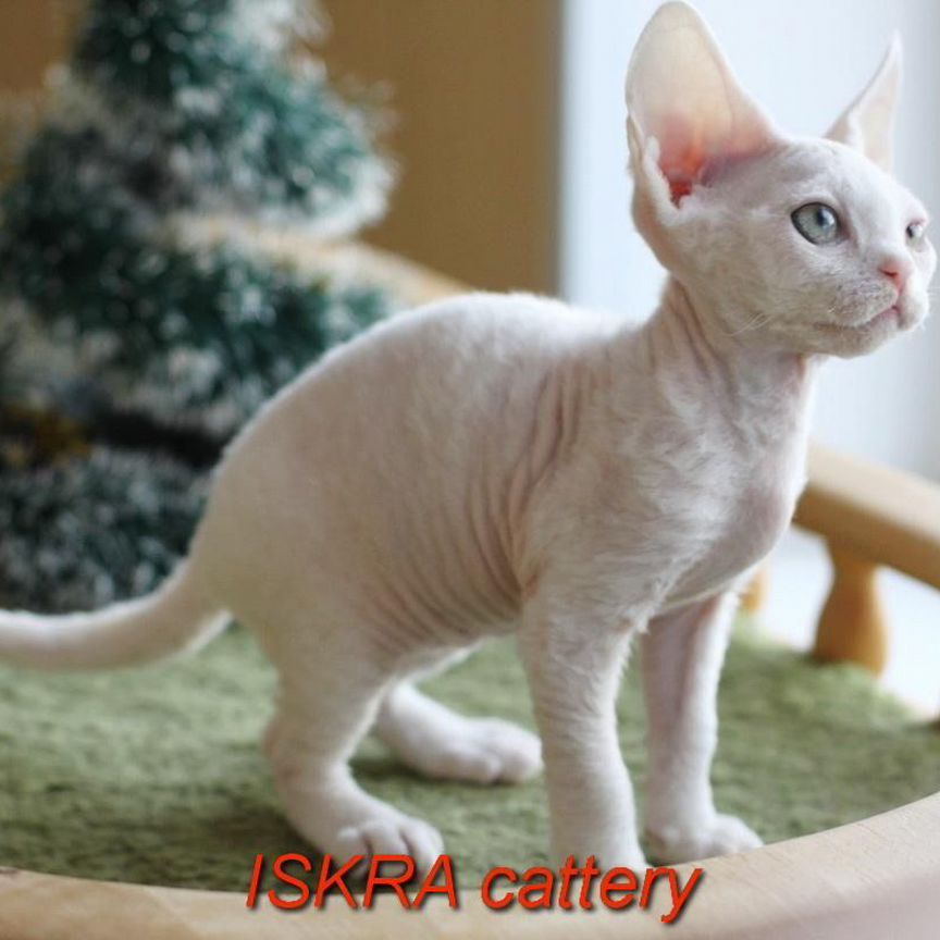 Кошечка девон рекс белая с аквамариновыми глазами