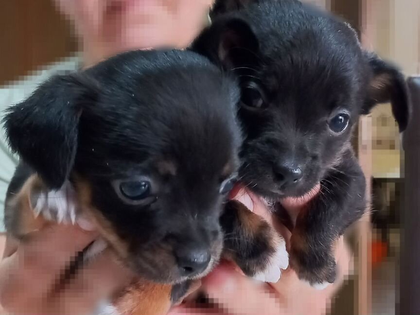 Той-терьер щенки