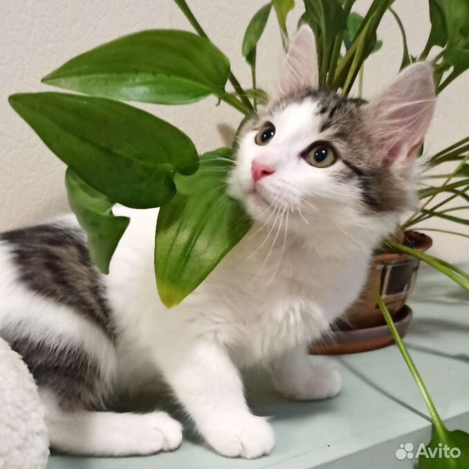 Малыш котёнок Eмeльka-карамелька ищет дом