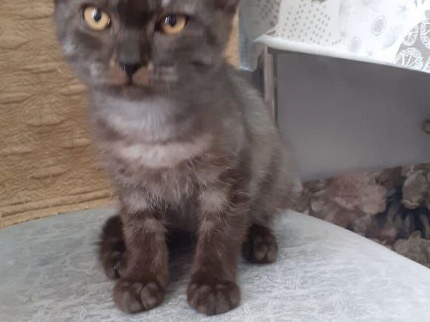 Котёнок Кекс в добрые руки