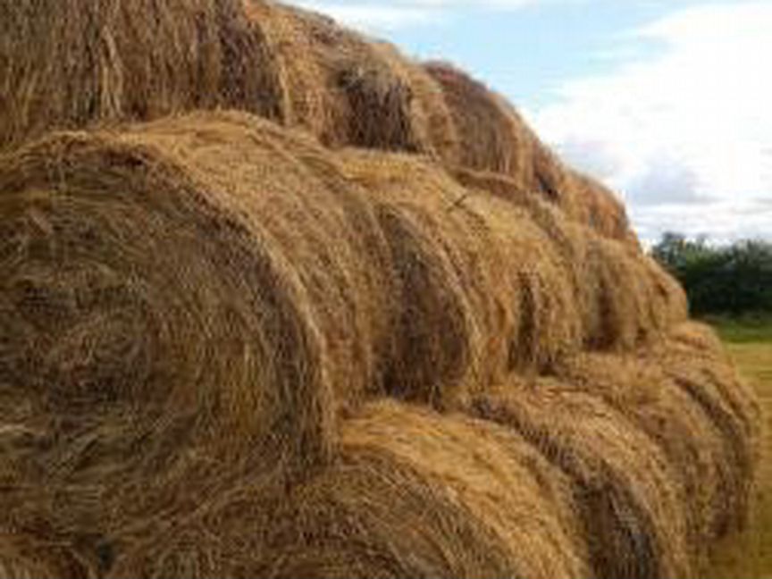 Сено и солома пшеничная в рулонах