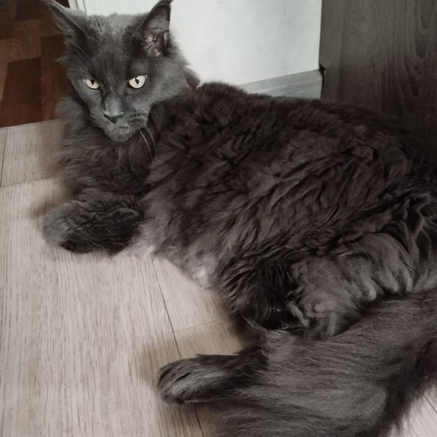 Кот майкун бесплатно