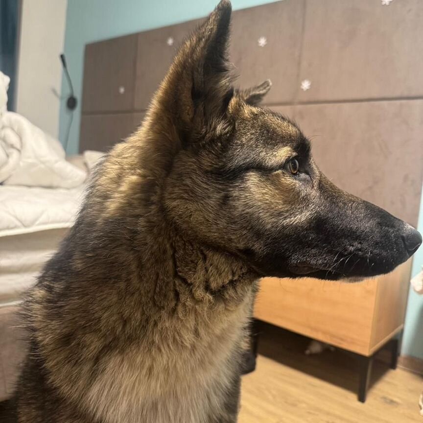 Собака в добрые руки окрас овчарки