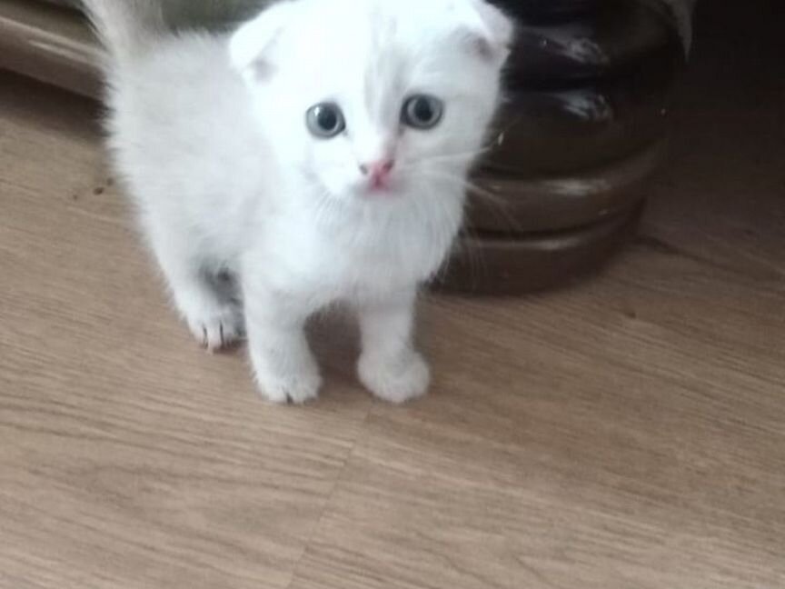 Шотландские вислоухие котята