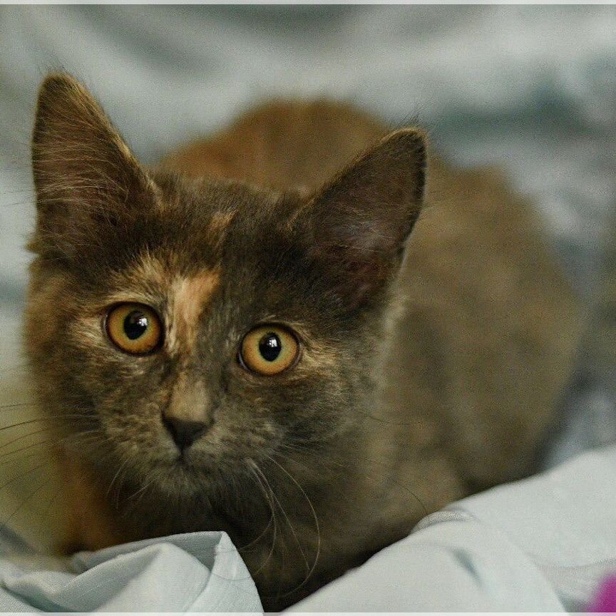 Котенок Шелли ищет семью