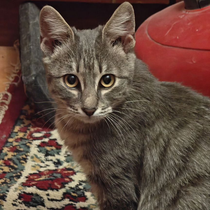 Котенок в добрые руки