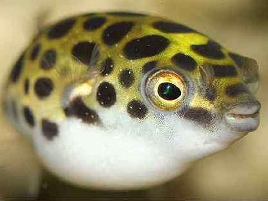 Тетрадон карликовый и другие