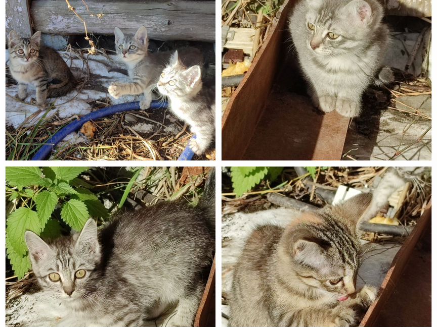 Кошки в добрые руки