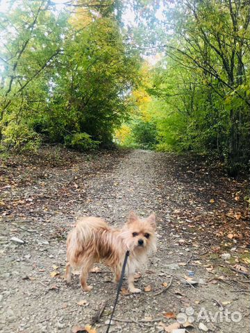 Ёжтерьер Тима ищет семью