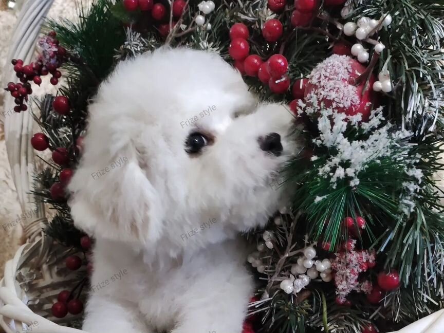 Бишон фризе