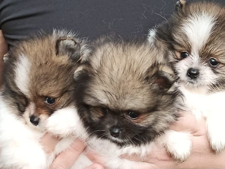 Мини крошки