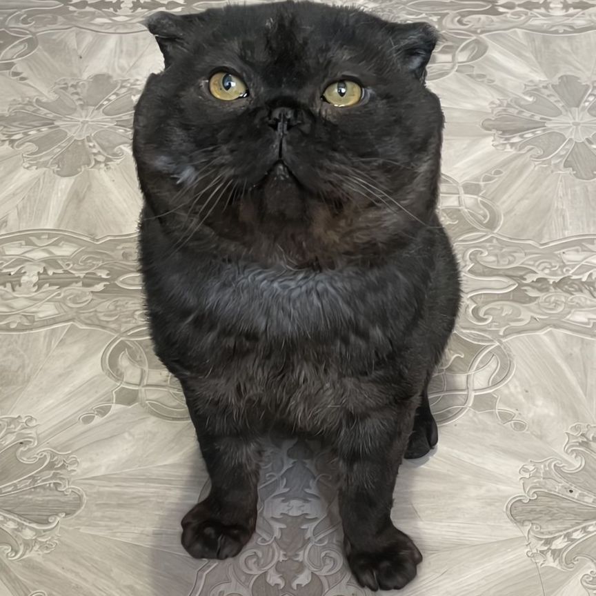 Шотландский вислоухий короткошёрстный кот, взрослый