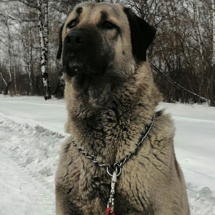 Щенки кангала
