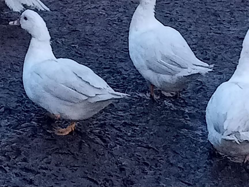 Индоутки и голуби