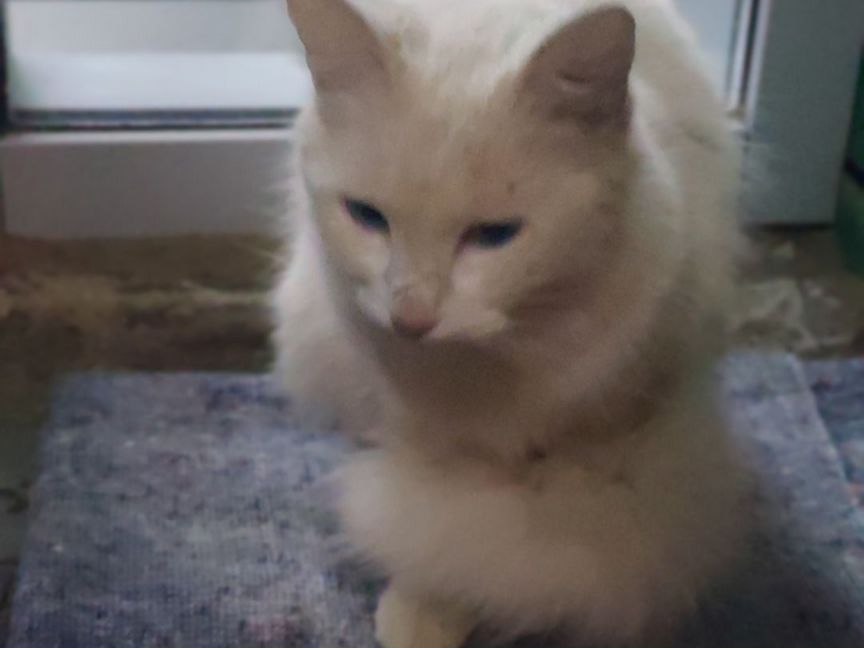 Кошка белая турецкая ангора