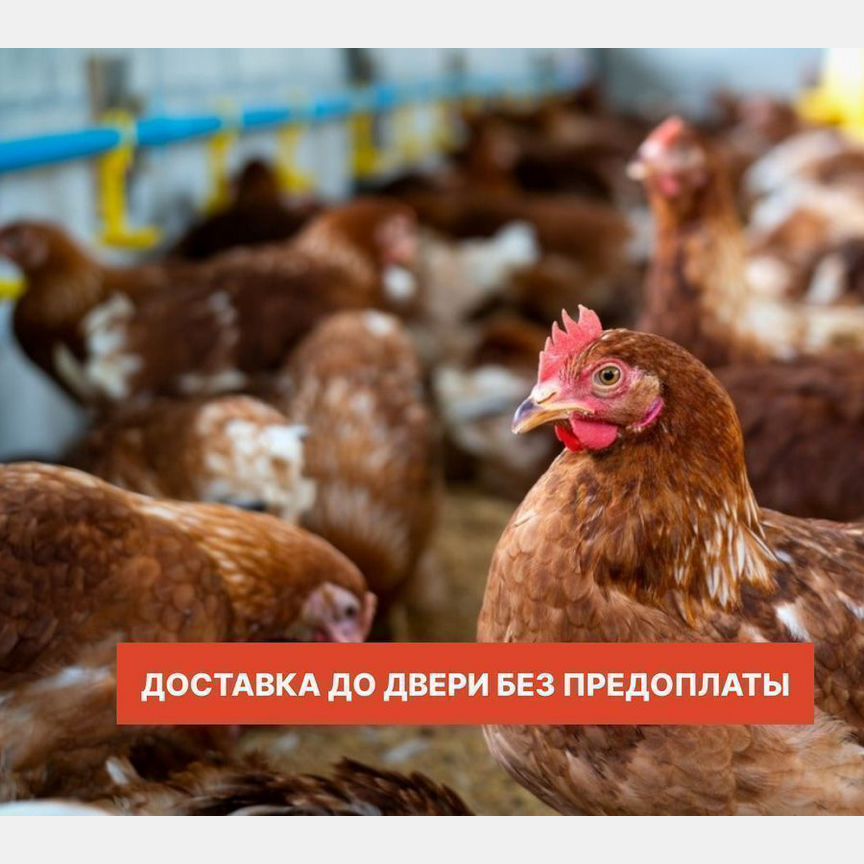 Куры несушки молодки