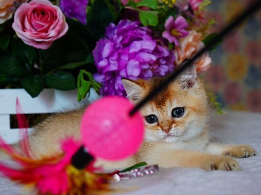 Британское счастье