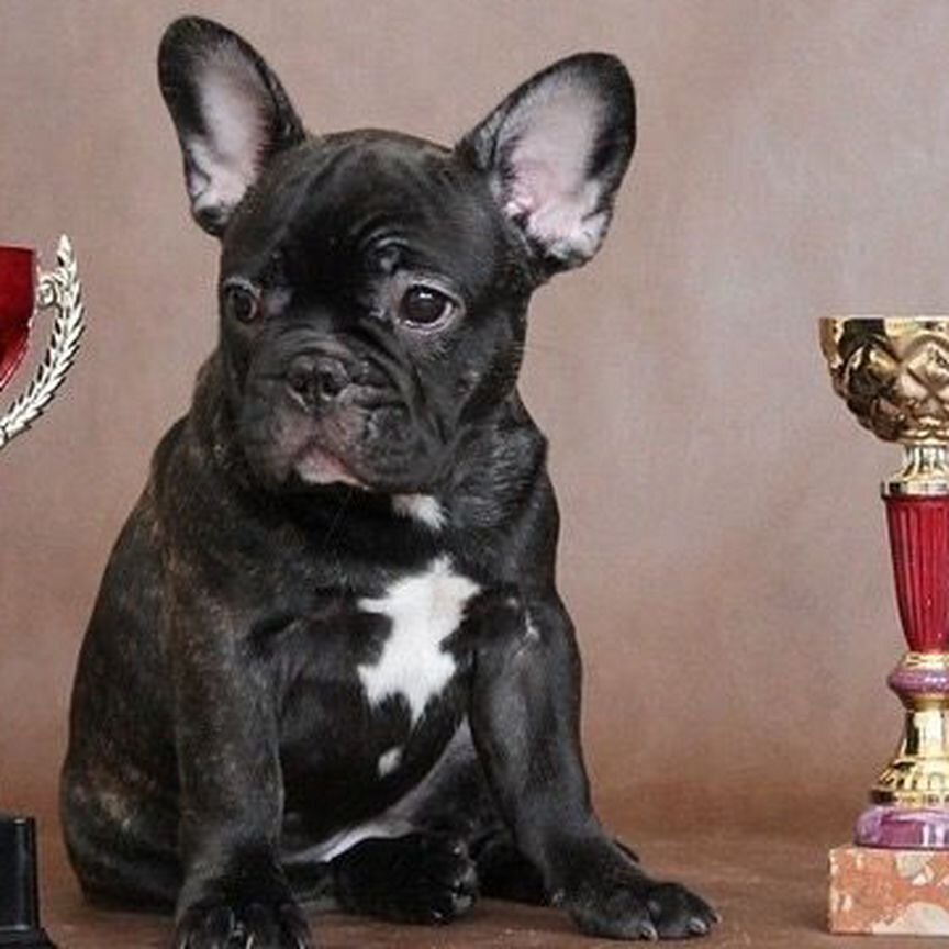 Французский бульдог, щенок