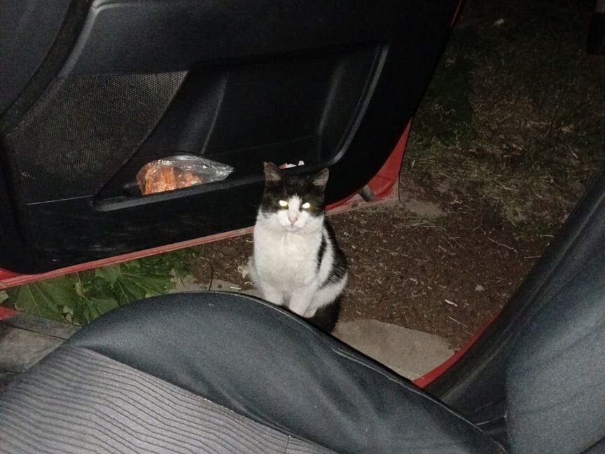Несчастный котик ищет дом