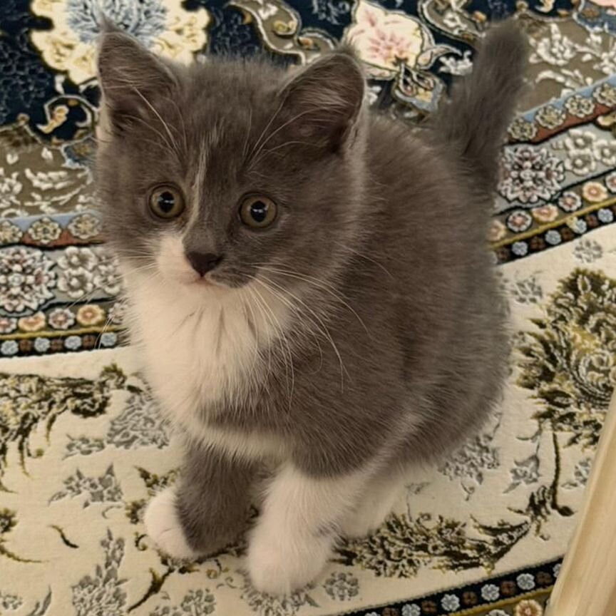Котёнок в добрые руки