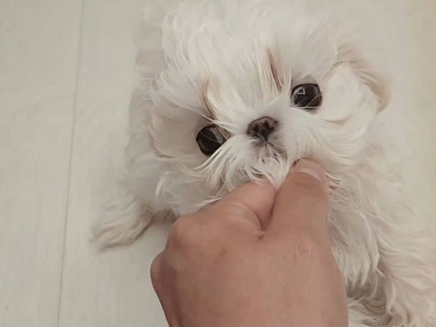 Мини щенок мальчик мальтезе из Кореи