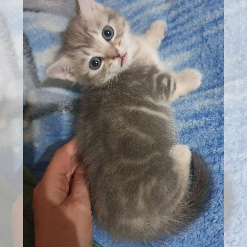 Манчкин котёнок