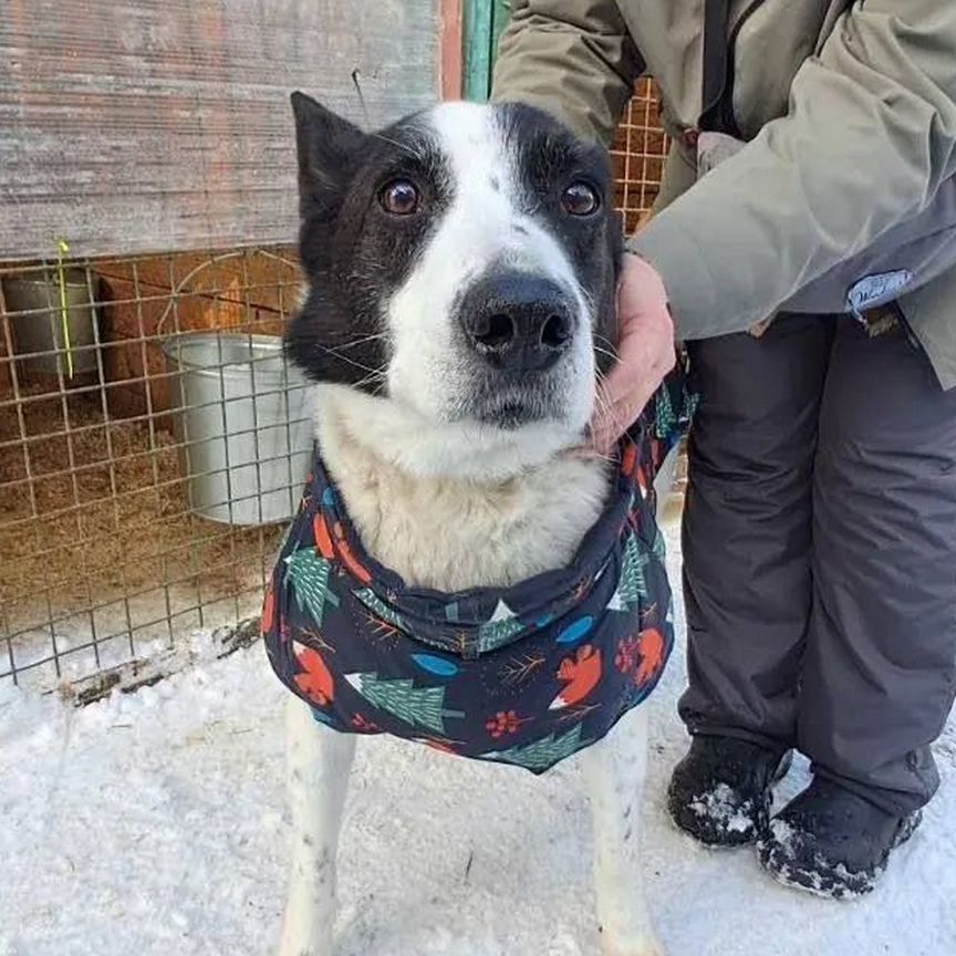 Взрослый пёс в добрые руки