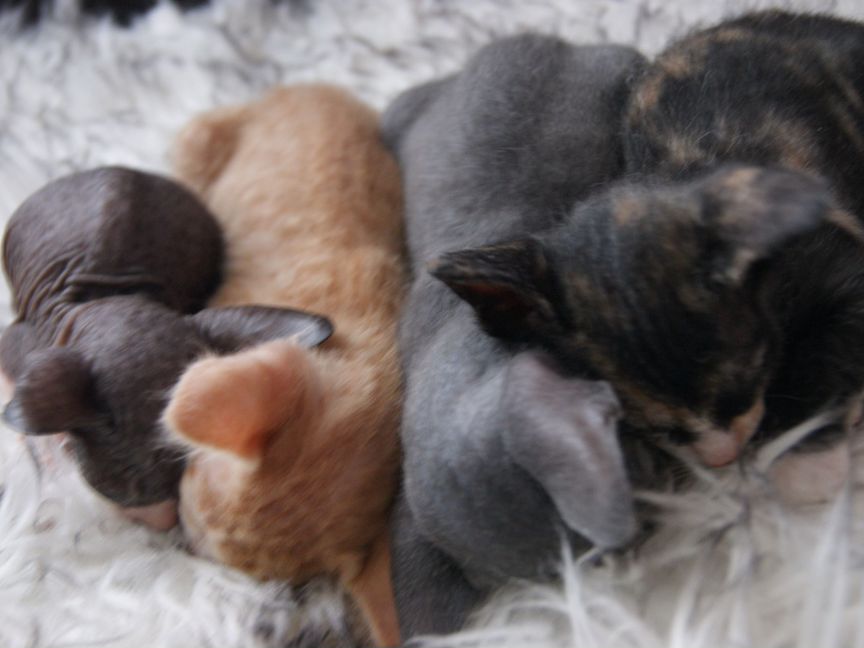 Донской сфинкс велюр котята