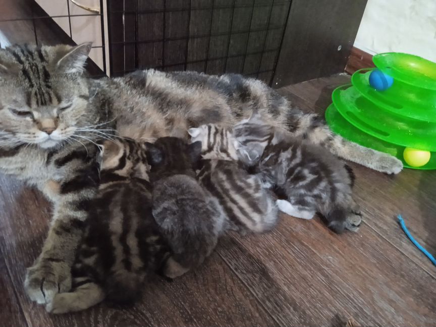 Шотландские котята