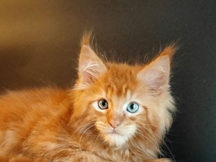 Котята мейн-кун рыжие