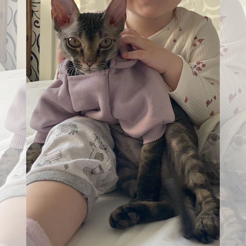Кошка сфинкс
