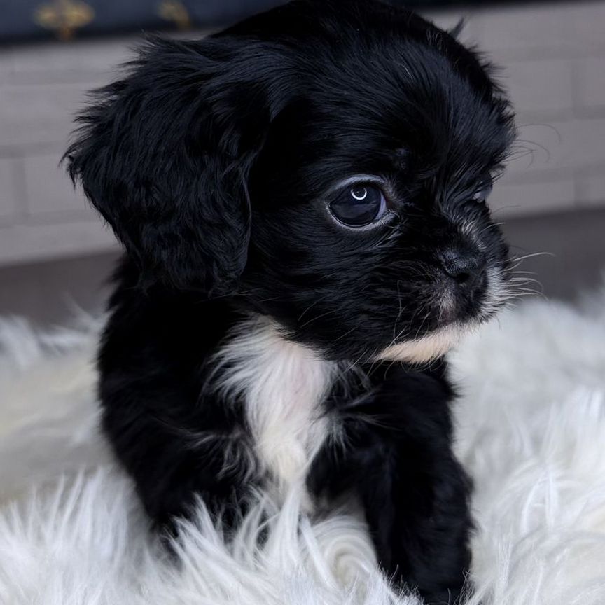 Чихуахуа, щенок